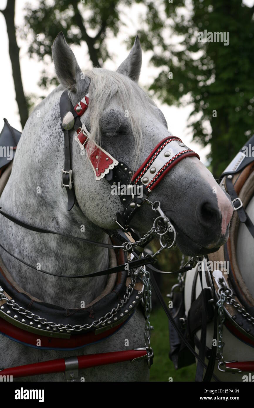 Percheron dapple grey hi-res stock photography and images - Alamy
