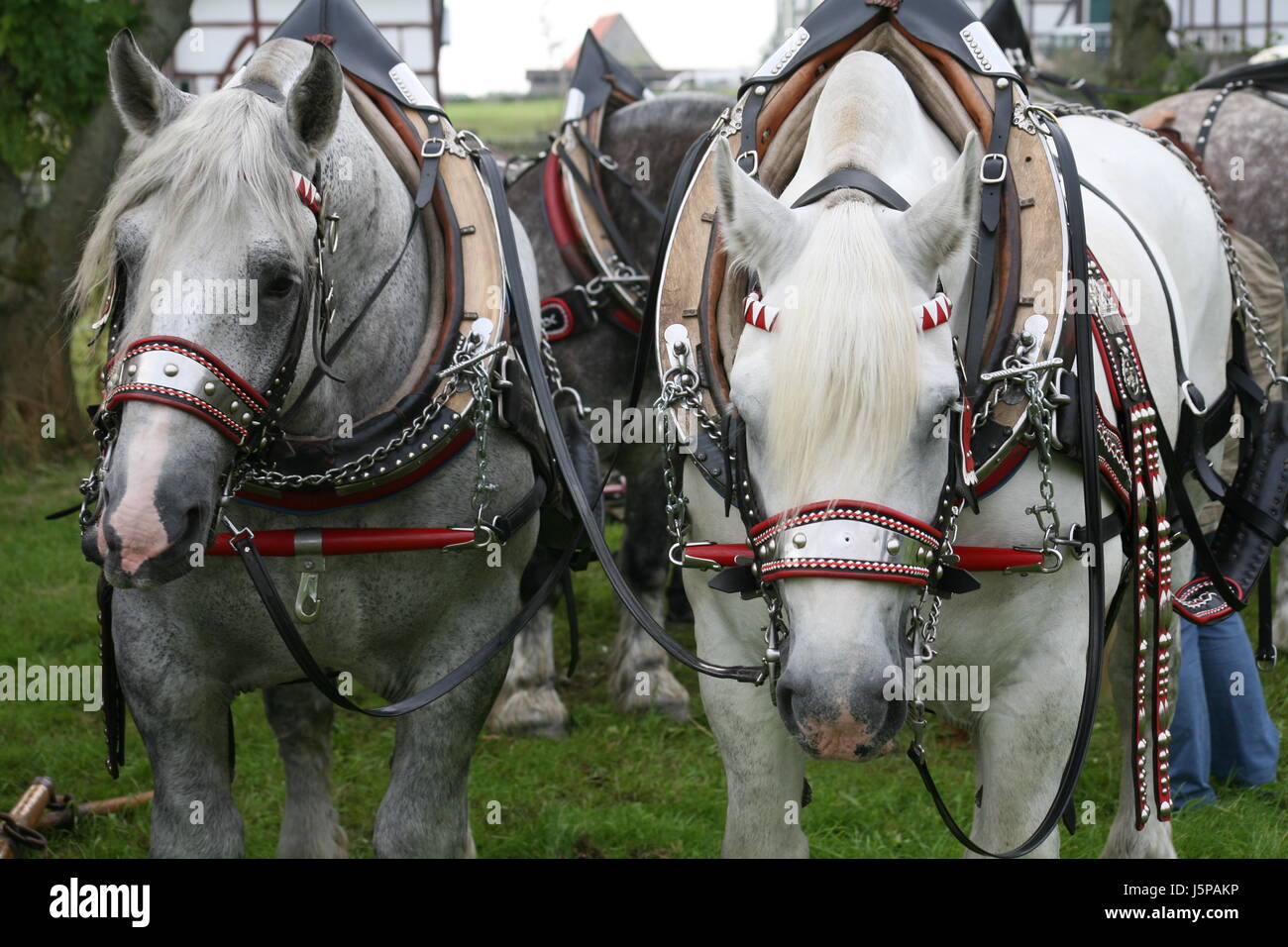 Percheron dapple grey hi-res stock photography and images - Alamy