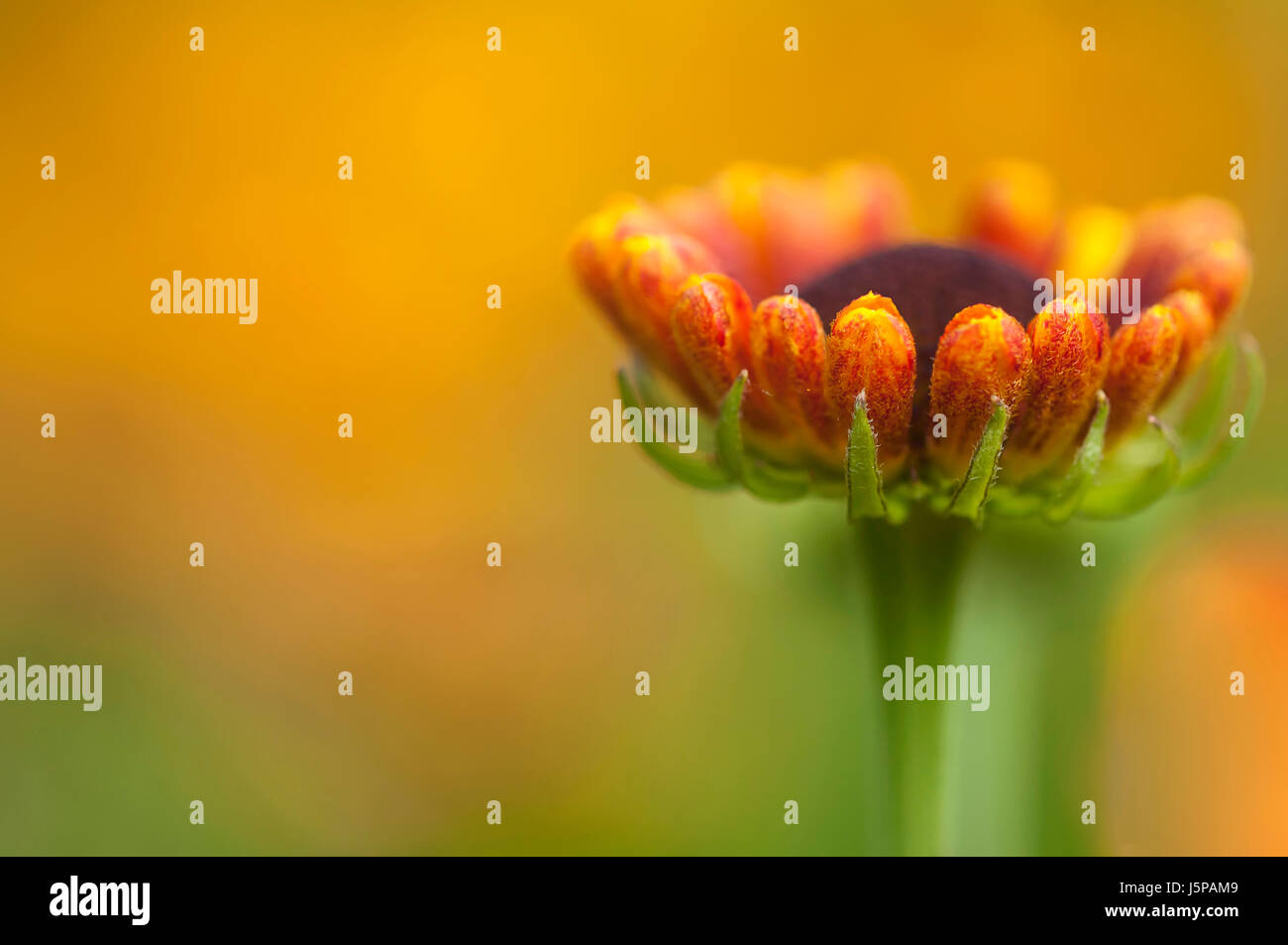 Orange helenium flower hi-res stock photography and images - Alamy