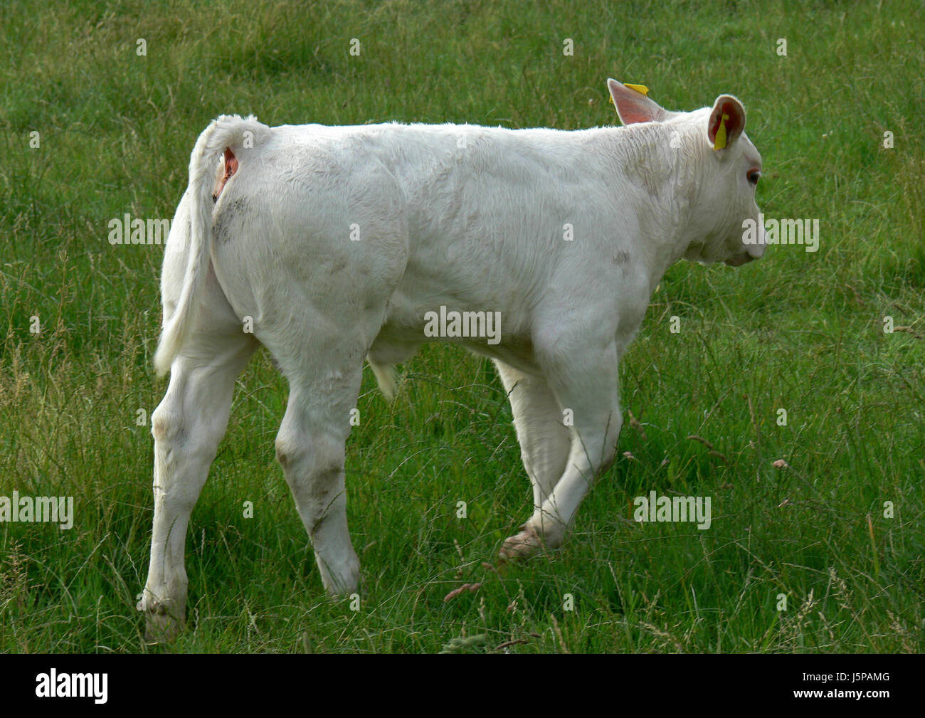 Kuh ii hi-res stock photography and images - Alamy
