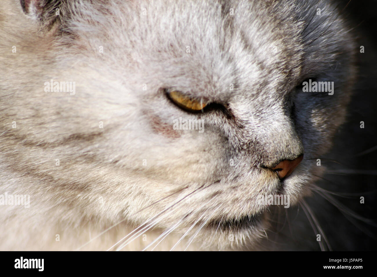 animal pet mammal purr cuddle smooch pussycat cat domestic cat grey ...