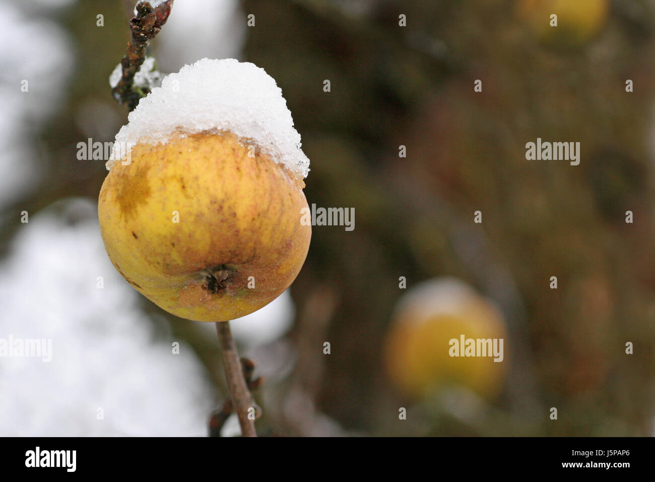 winter apple tree apples apple forget fruit-tree overripe snow ...
