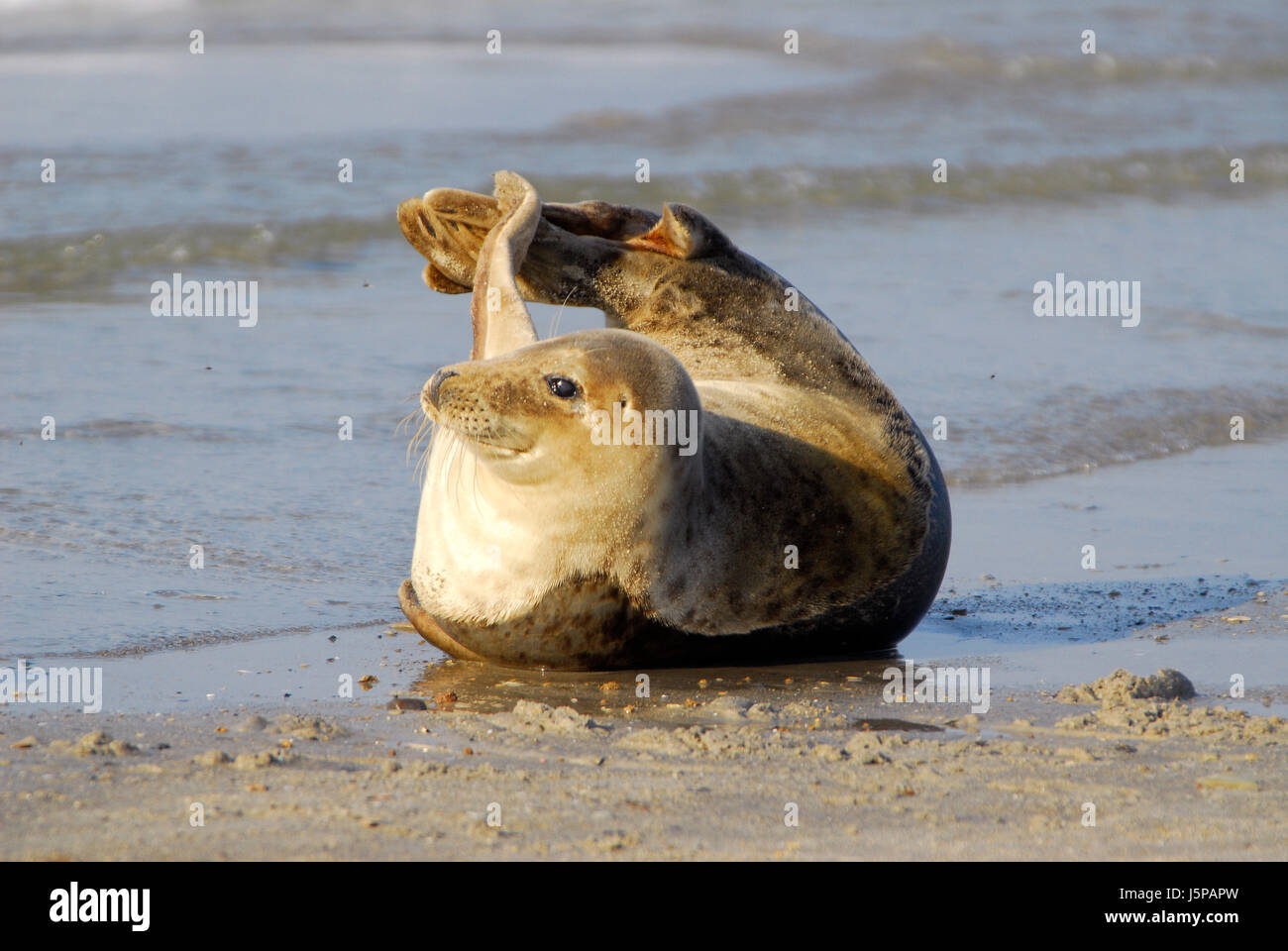 See robbe hi-res stock photography and images - Alamy