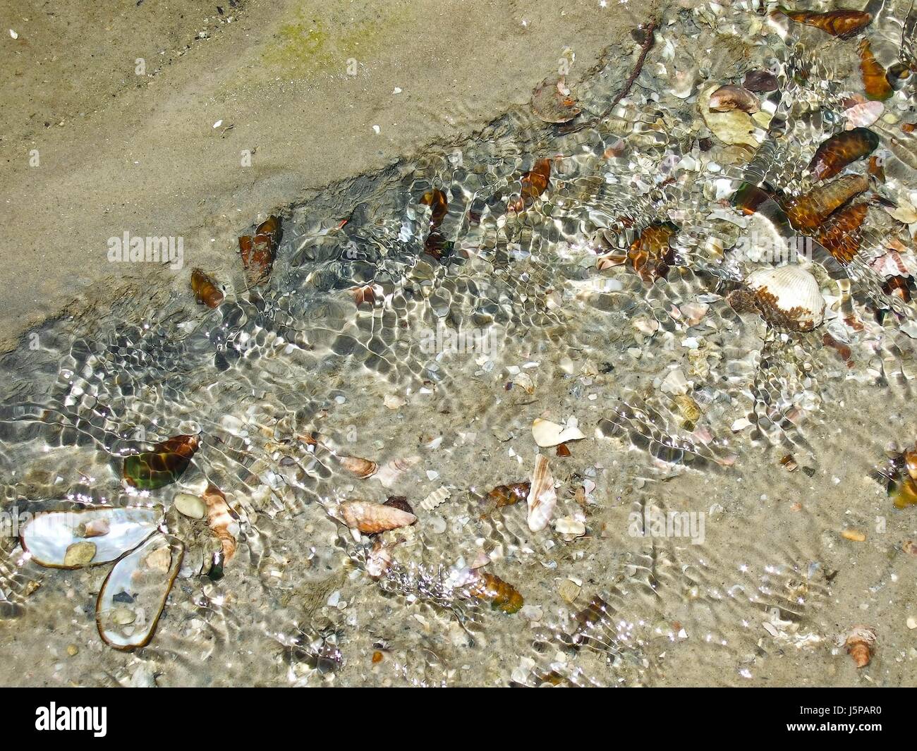 ground soil earth humus beach seaside the beach seashore waves shell ...