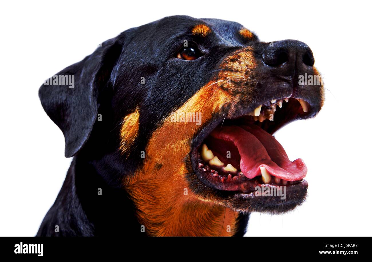 wait waiting teeth eyes look glancing see view looking peeking looking ...