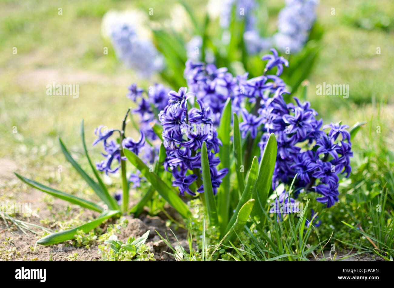 Blue hyacinth bloomed on a flowerbed in the garden Stock Photo - Alamy