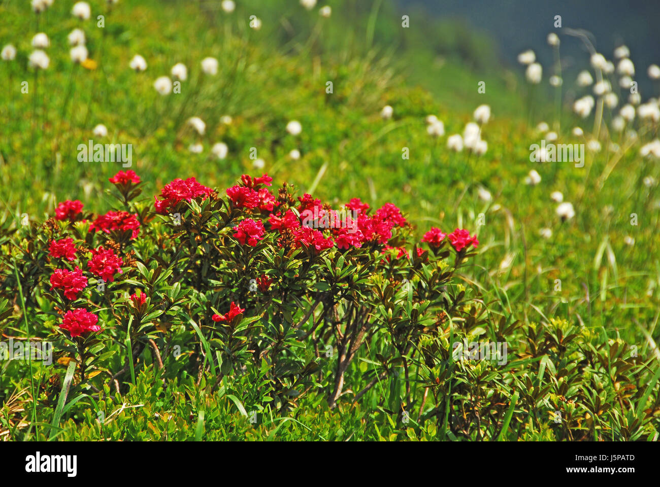 Natur geschtzt hi-res stock photography and images - Alamy