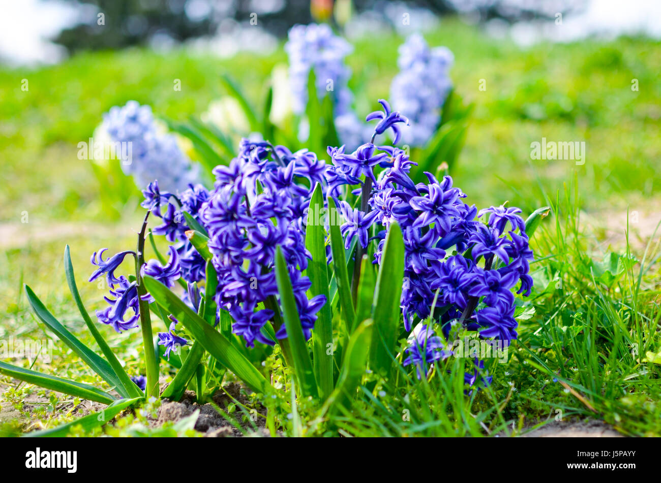 Blue hyacinth bloomed on a flowerbed in the garden Stock Photo - Alamy