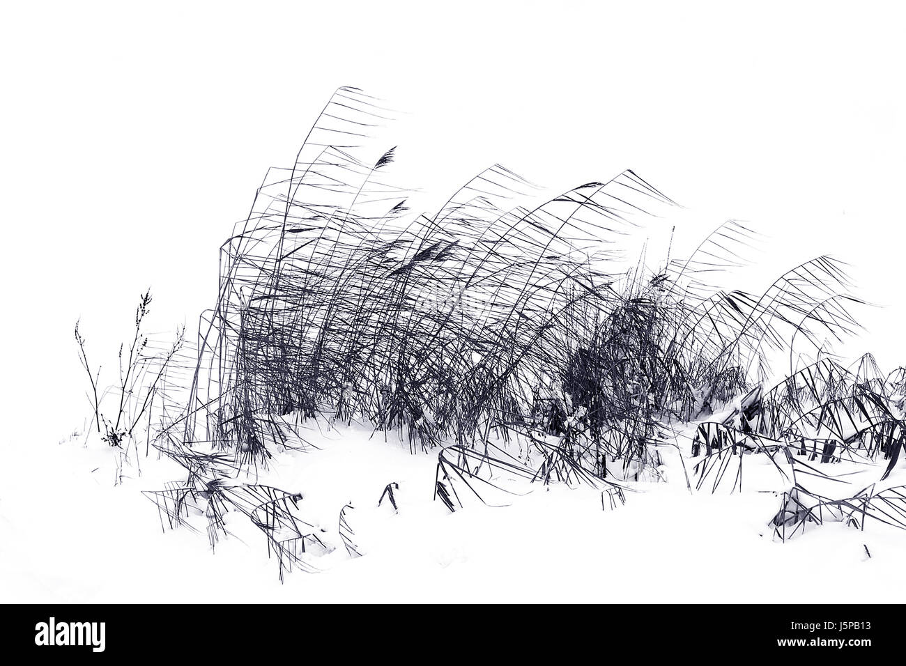 Cold Wind Pencil Drawings