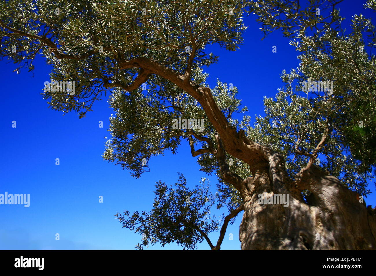 mighty olive tree Stock Photo - Alamy