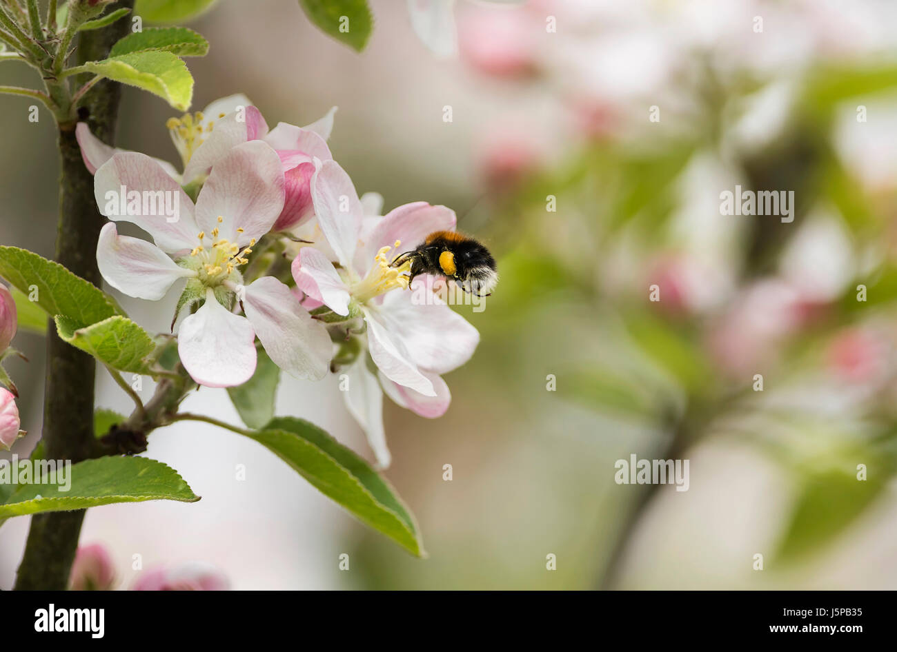 Apple, Malus domestica tree, Bumble bee Bombus hypnorum, feeding on ...