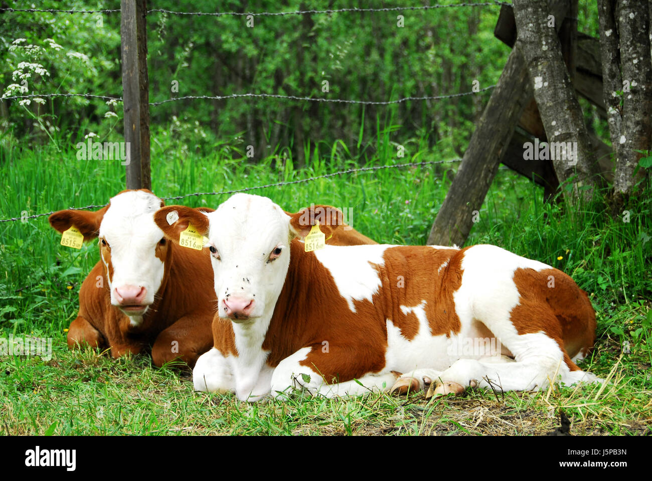 alp flora cow bovine cows cattle browse summer meadow mountain meadow ...