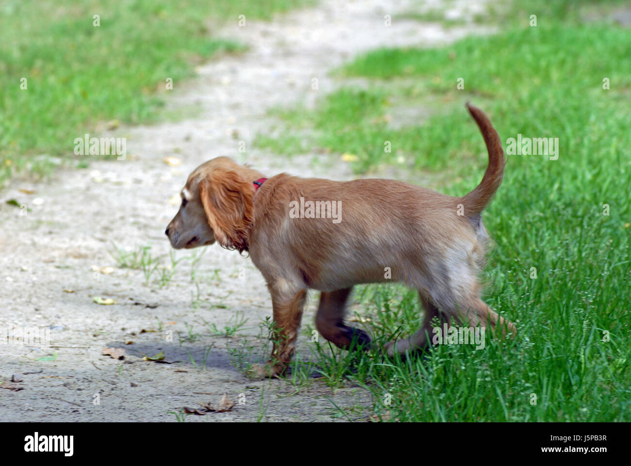 park holiday vacation holidays vacations dogs outing walk puppy dog ...