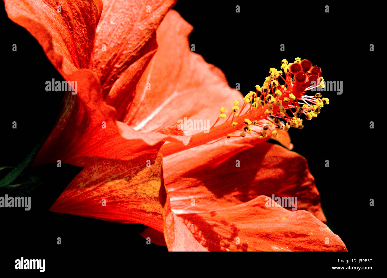 flower plant flora hibiscus indoor plant red yellow bedecktsamer ...