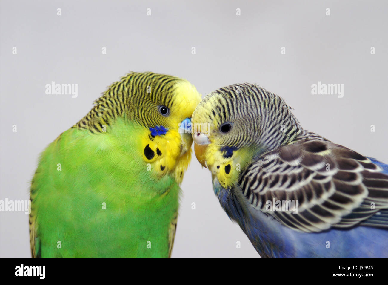 bird coloured colourful gorgeous multifarious richly coloured pets ...