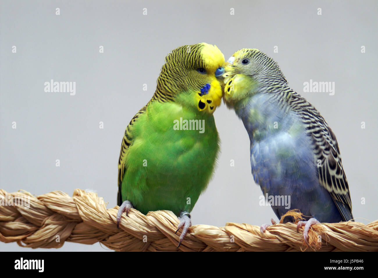 bird coloured colourful gorgeous multifarious richly coloured pets ...