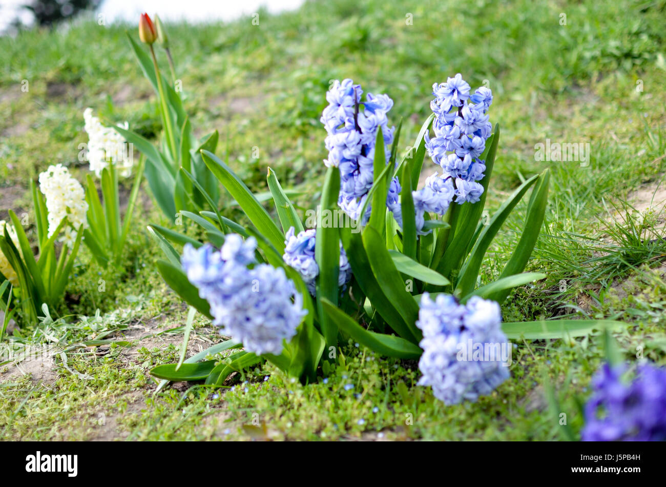 Blue hyacinth bloomed on a flowerbed in the garden Stock Photo - Alamy