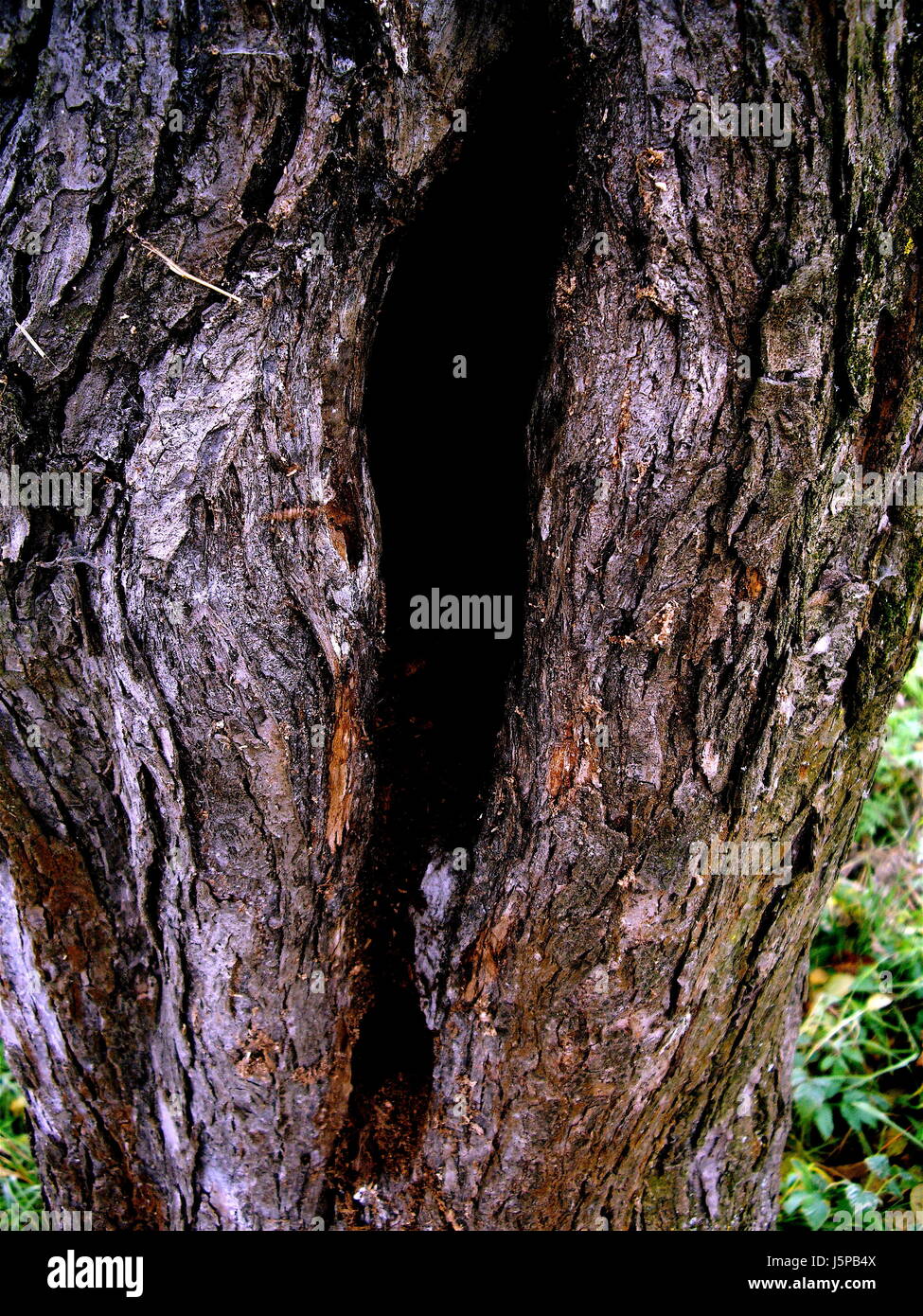 beautiful beauteously nice tree bird cave birds branches bark meadow ...