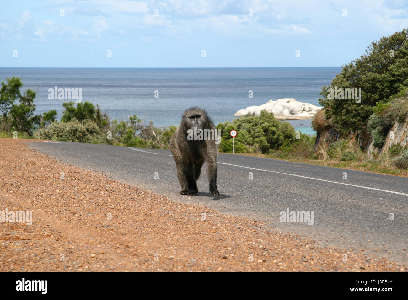 traffic transportation monkey car automobile vehicle means of travel ...