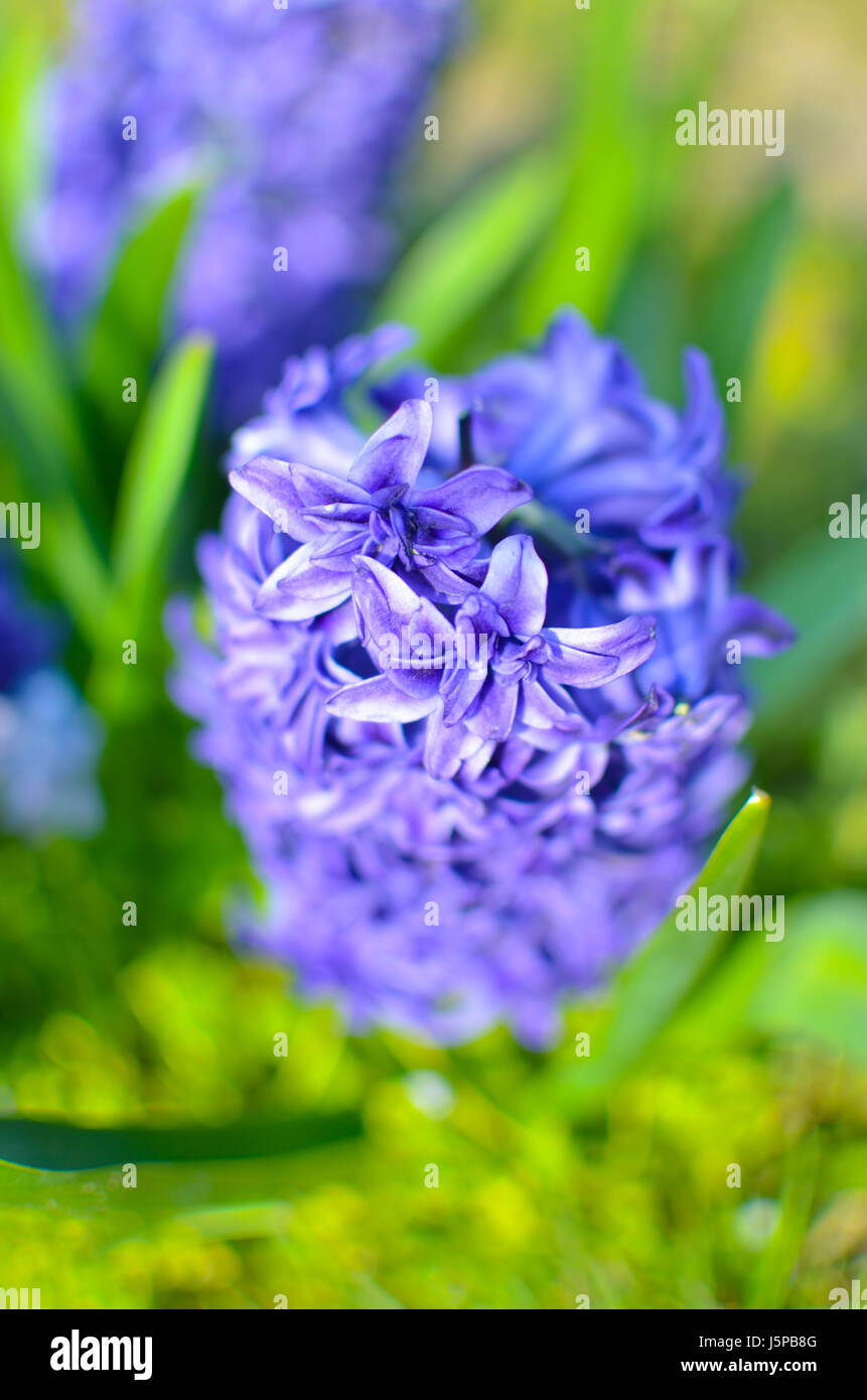 Blue hyacinth bloomed on a flowerbed in the garden Stock Photo - Alamy