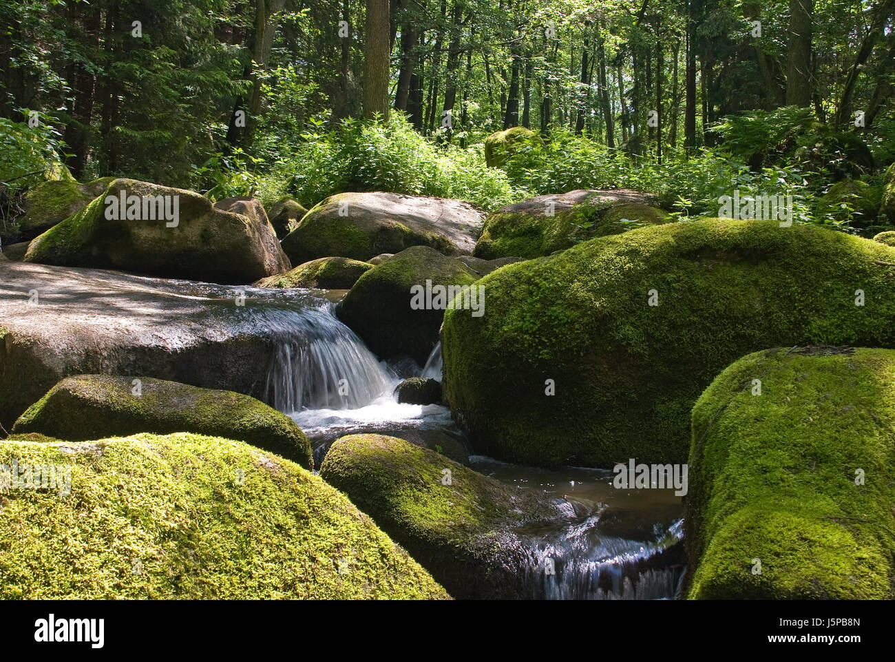 tree trees green stream rock bavaria waterfall moss natural preserve ...
