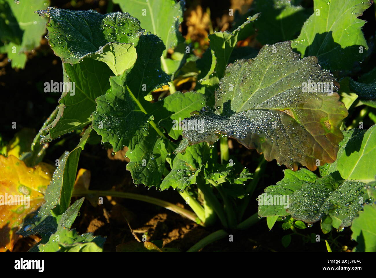 leaf fodder culture agriculture farming field raindrop acre dew ...