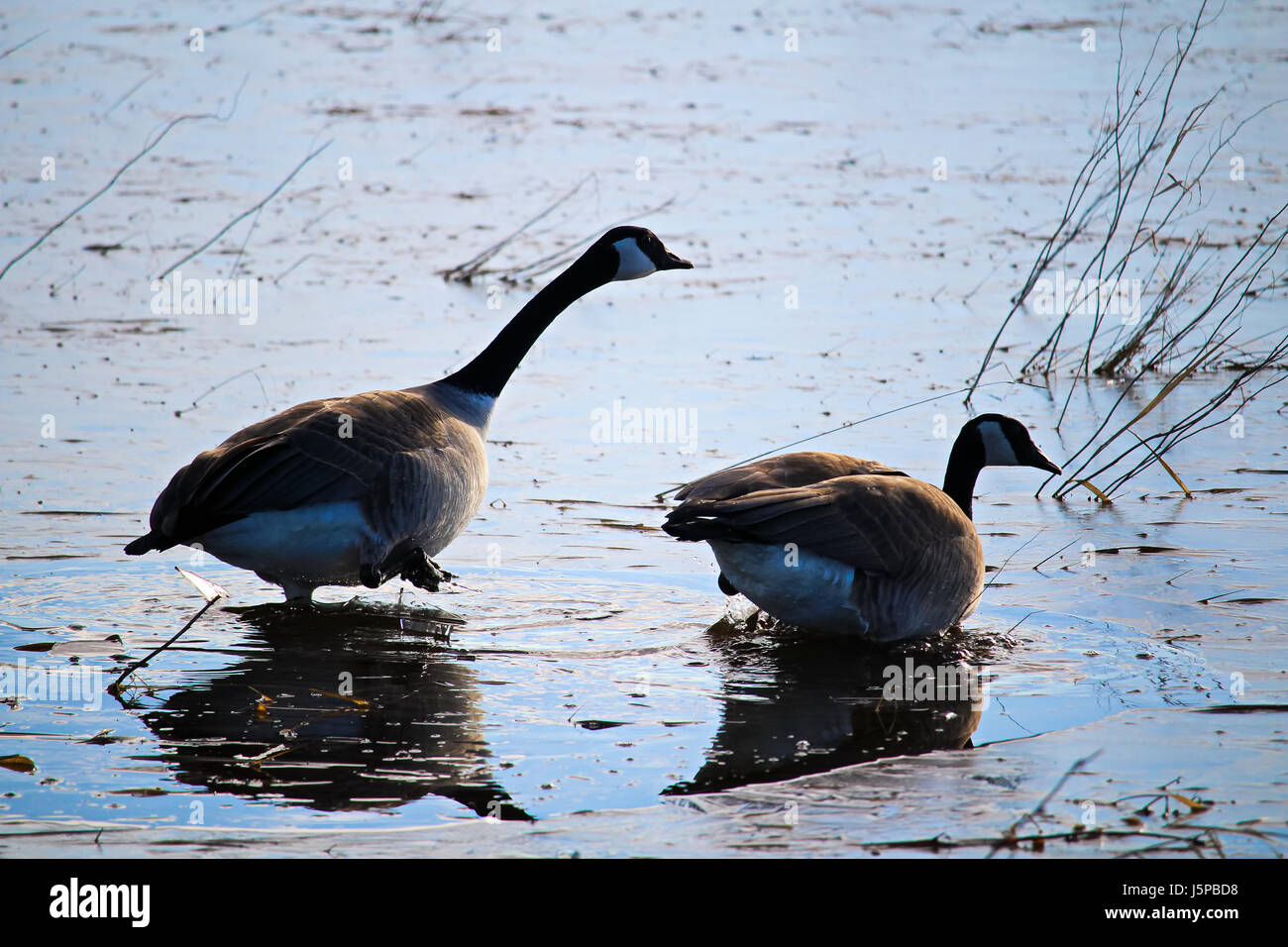 Pair of canadian geese hi-res stock photography and images - Alamy