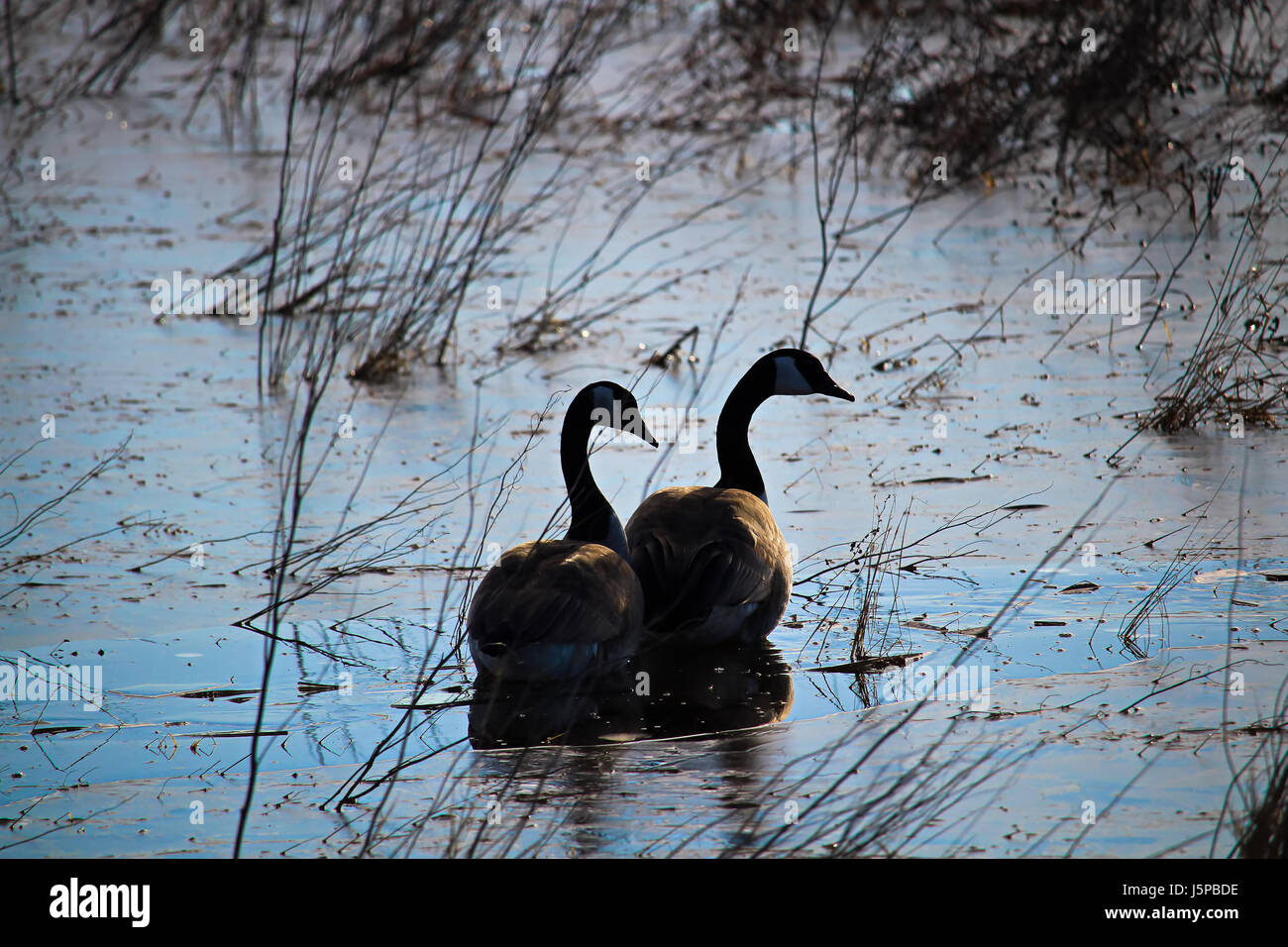 A mating pair of Canadian Geese in a spring wetland Stock Photo - Alamy