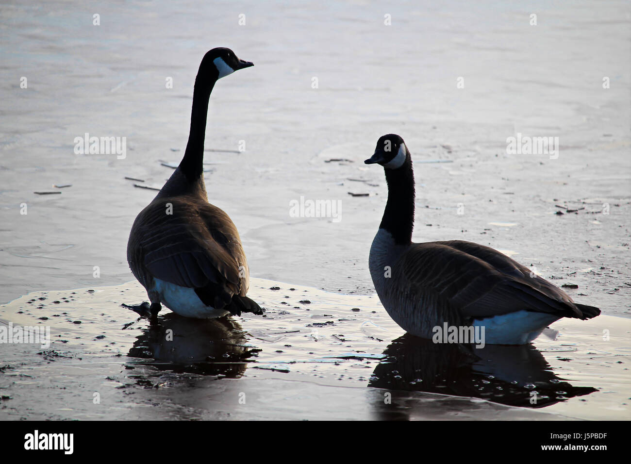 A pair of Canadian Geese breaking through frozen ice Stock Photo - Alamy
