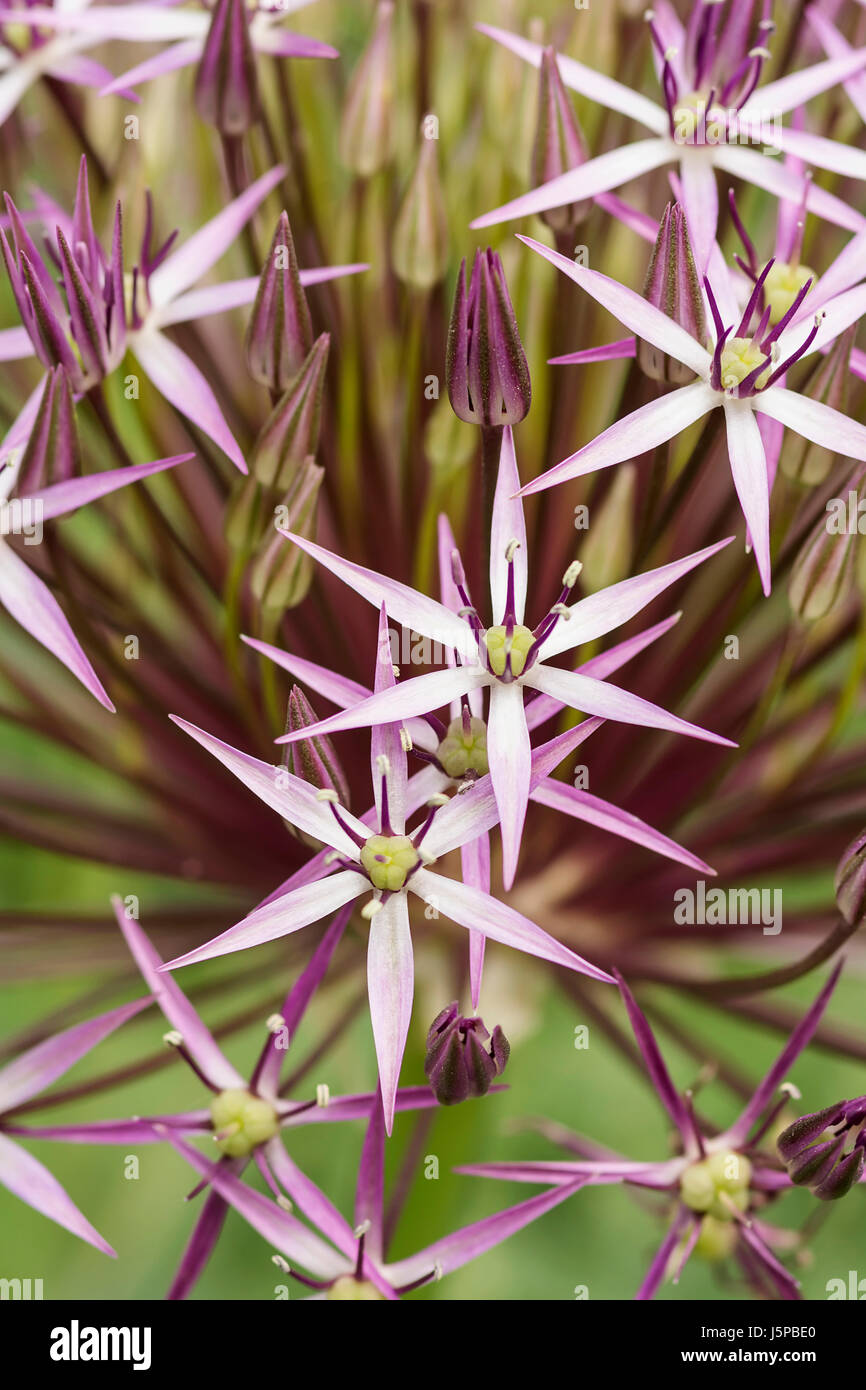 Allium, Allium christophii, Close up of section of flowerhead growing ...