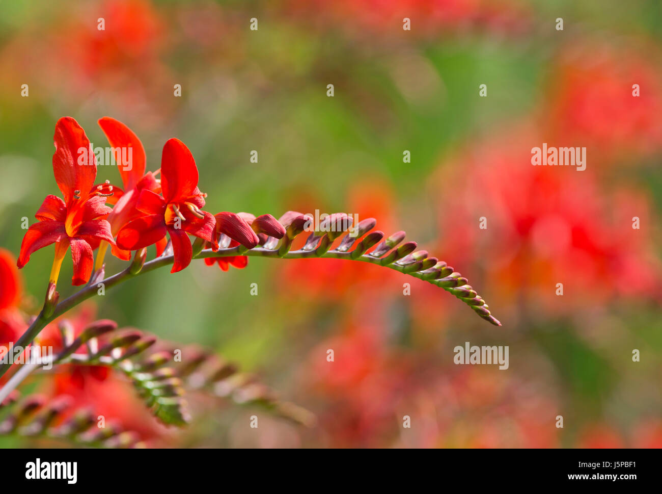 Crocosmia, Montbretia 'Lucifer', Red coloured flower growing outdoor ...