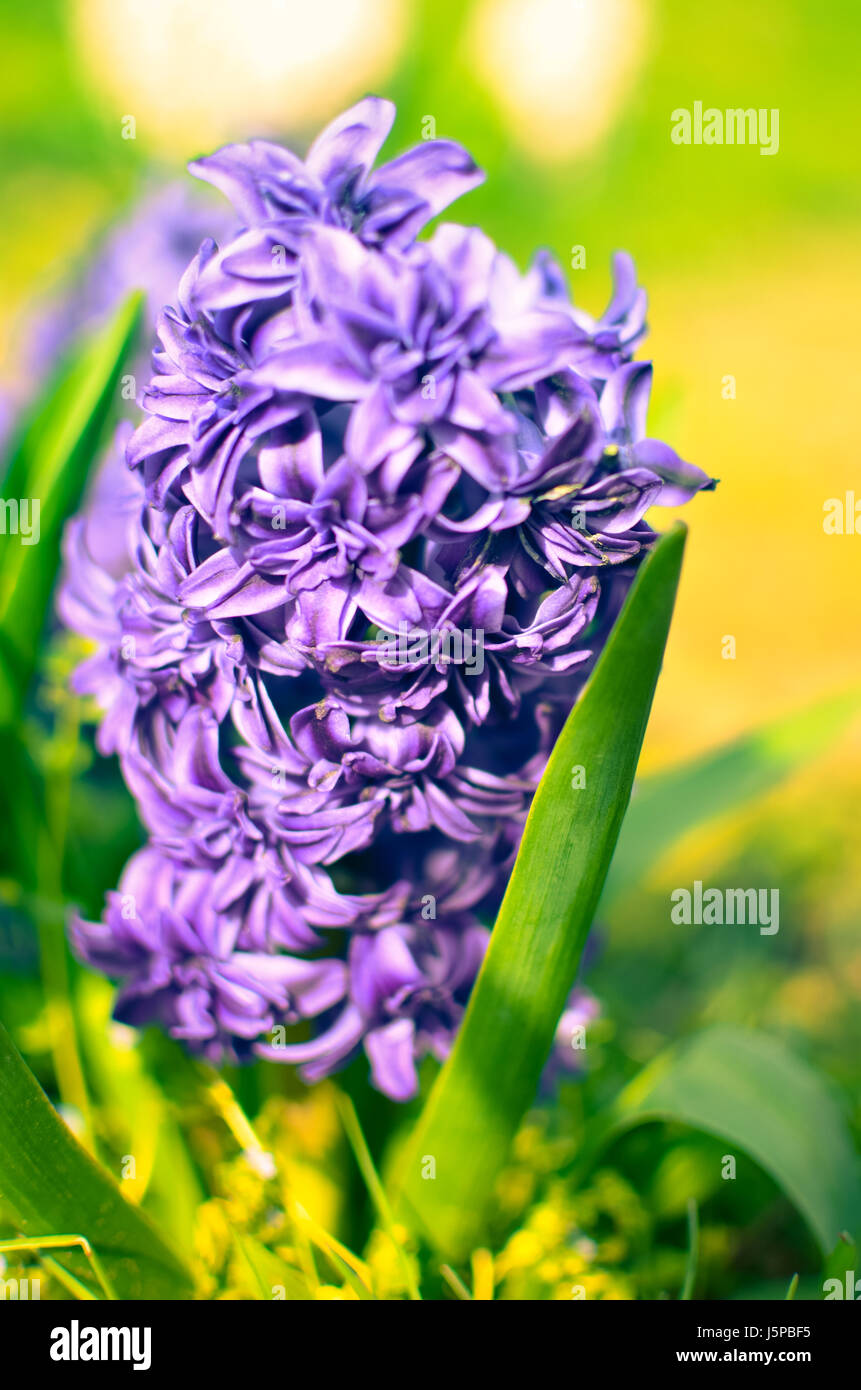 Blue hyacinth bloomed on a flowerbed in the garden Stock Photo - Alamy