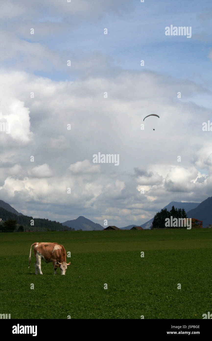 Garmisch partenkirchen cow hi-res stock photography and images - Alamy