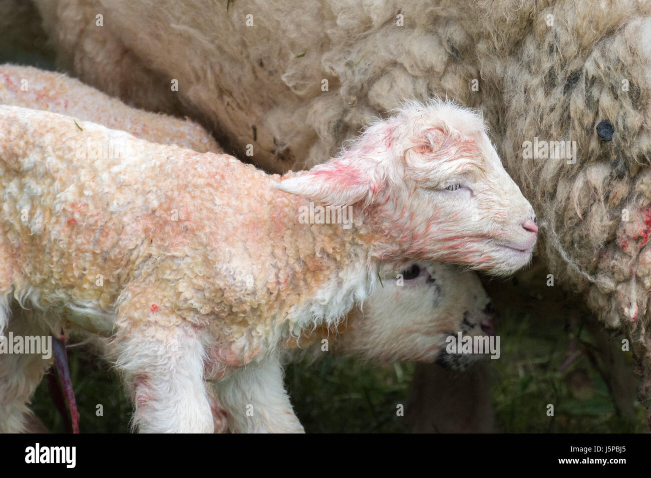 Maternal animal husbandry hi-res stock photography and images - Alamy