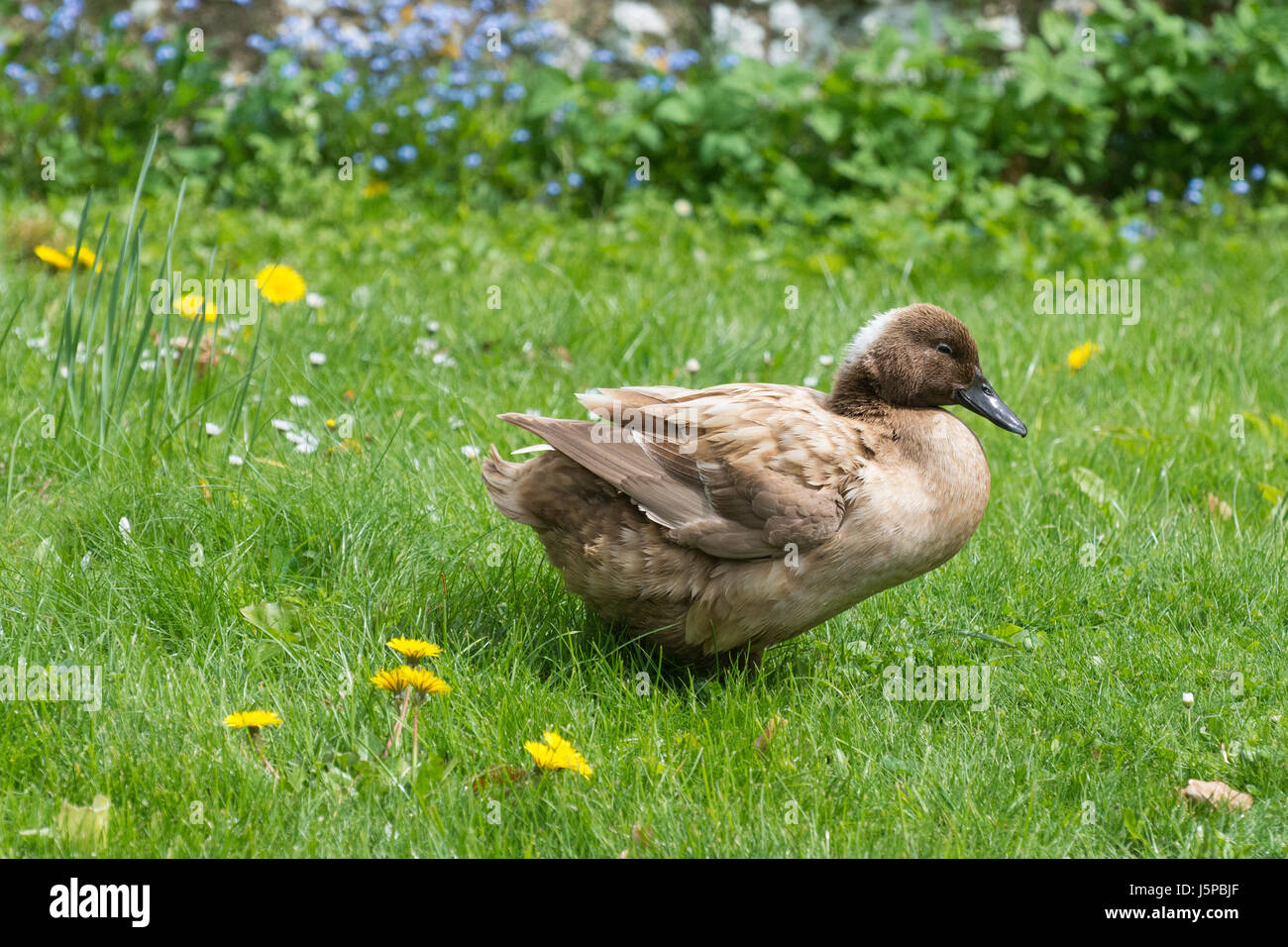 Plump fat duck hi-res stock photography and images - Alamy