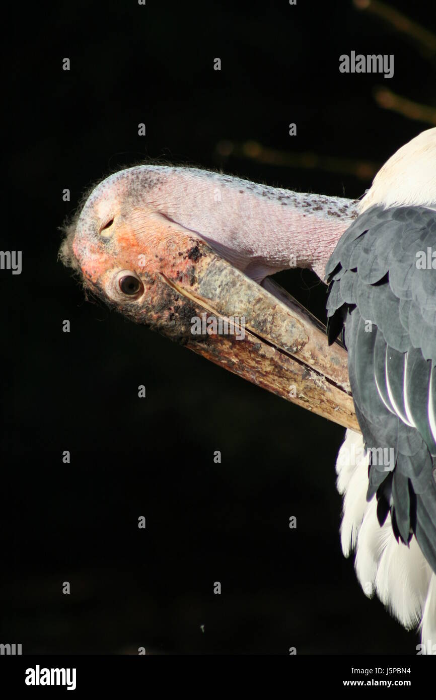 bird birds feathers beak scavenger exotic feathering striking beaks marabou Stock Photo - Alamy