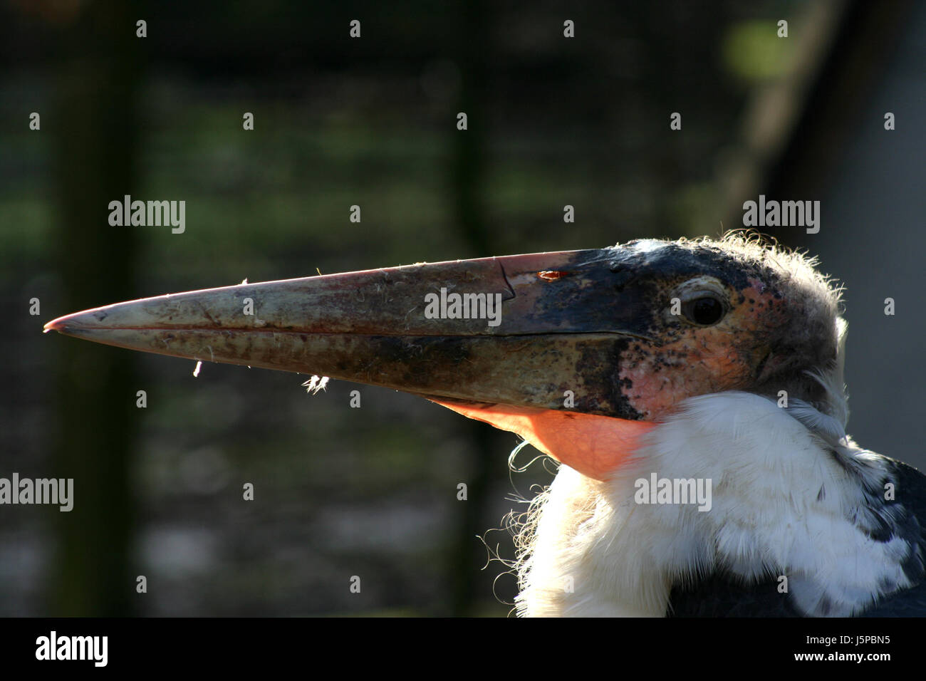 bird birds feathers beak scavenger exotic feathering striking beaks marabou Stock Photo - Alamy