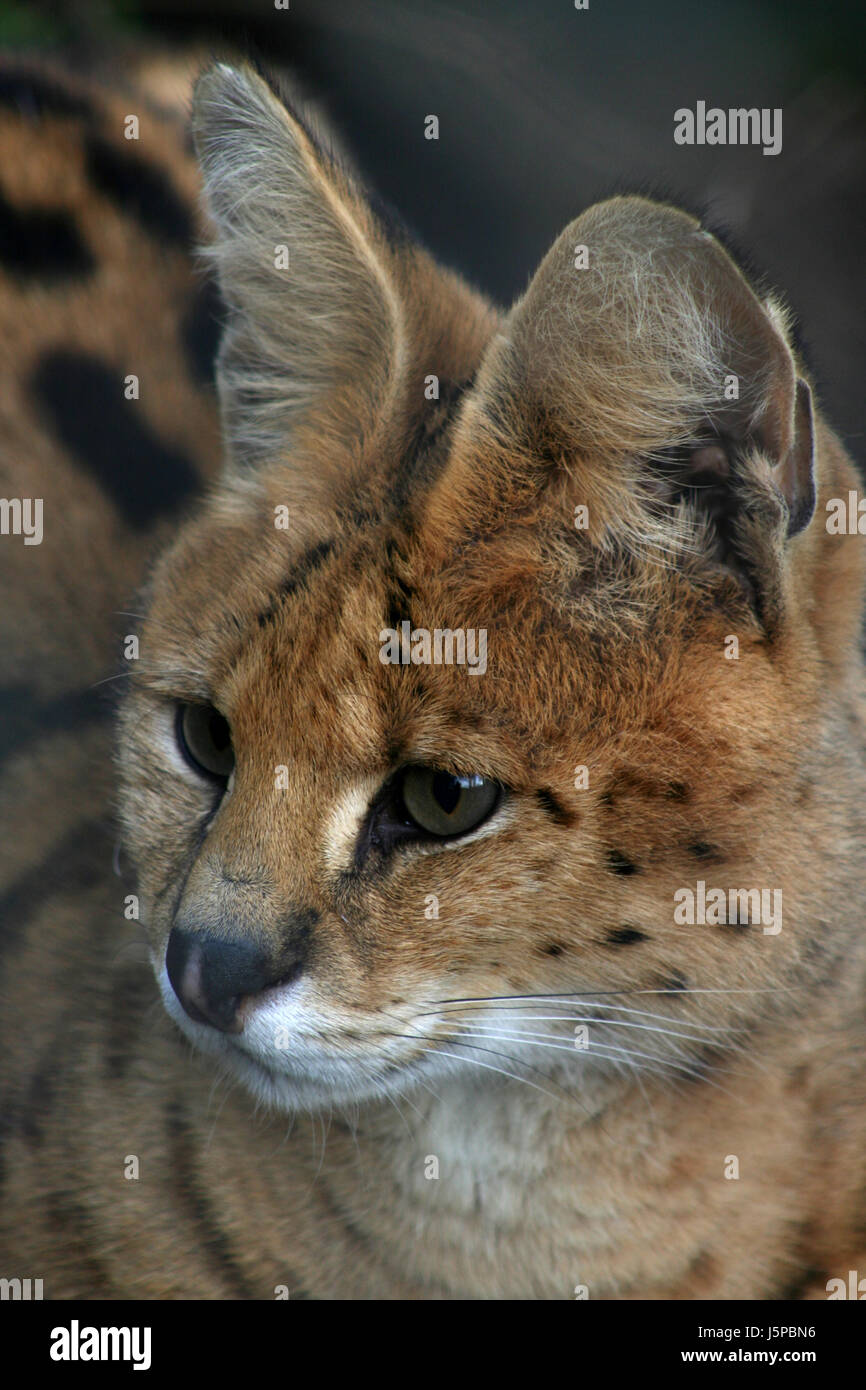 mammal hunter portrait big cat feline predator predator wildcat ...