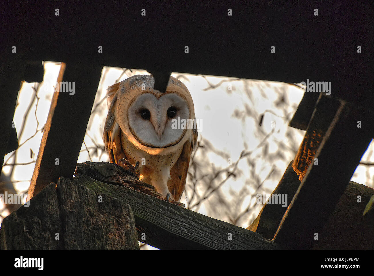 Hatchery birds hi-res stock photography and images - Alamy