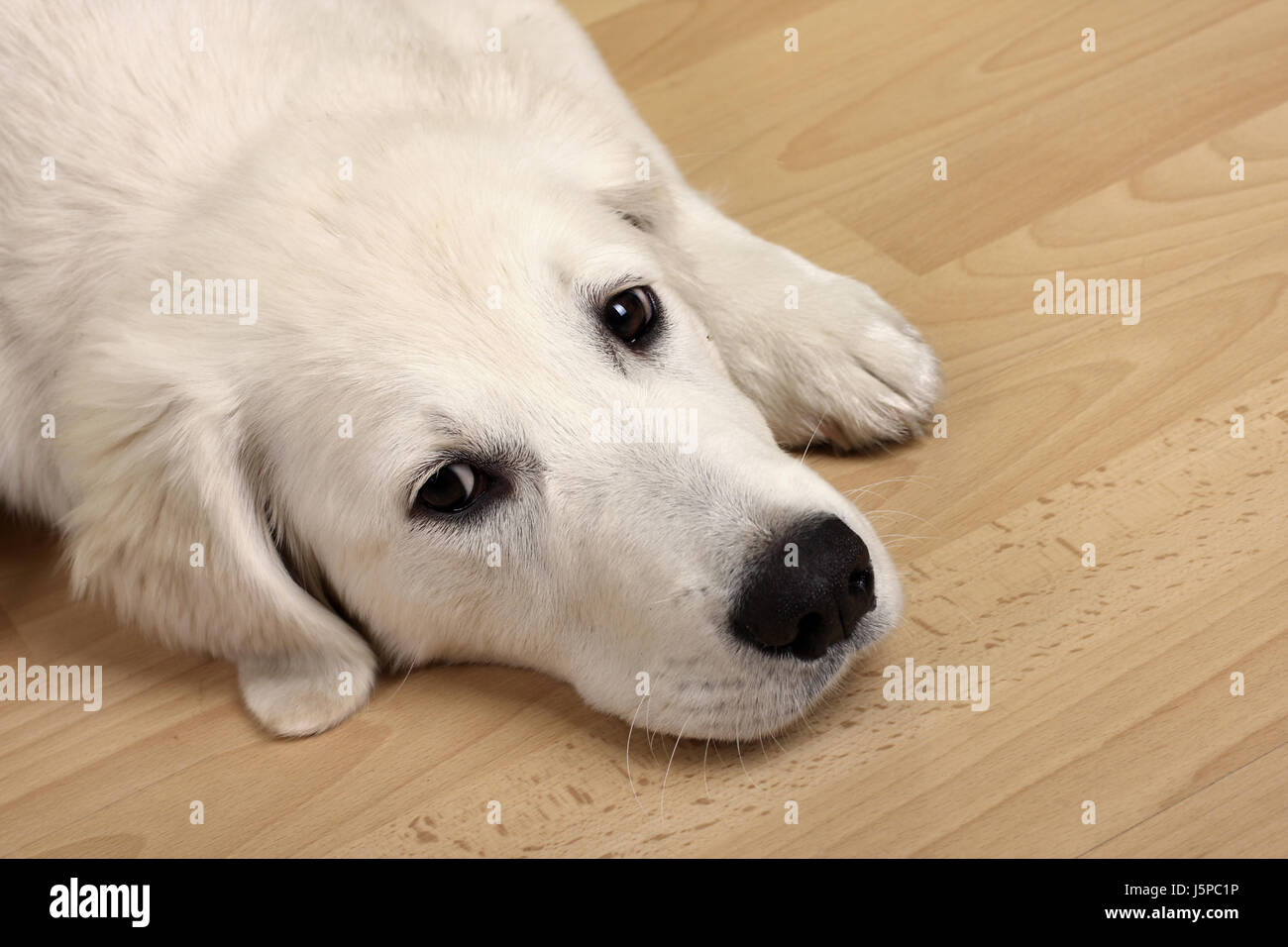 lie lying lies look glancing see view looking peeking looking at dog ...