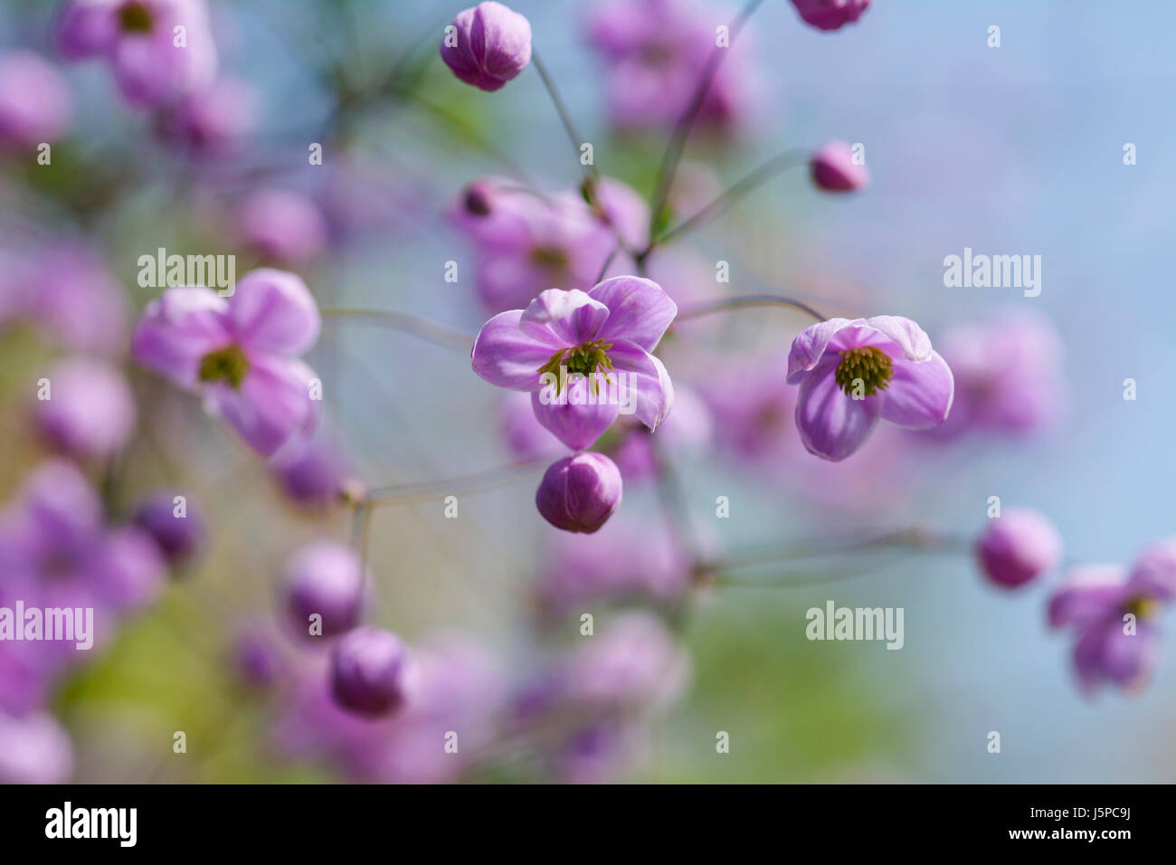 Meadow rue, Chinese meadow rue, Thalictrum delavayi, Tiny pink coloured ...