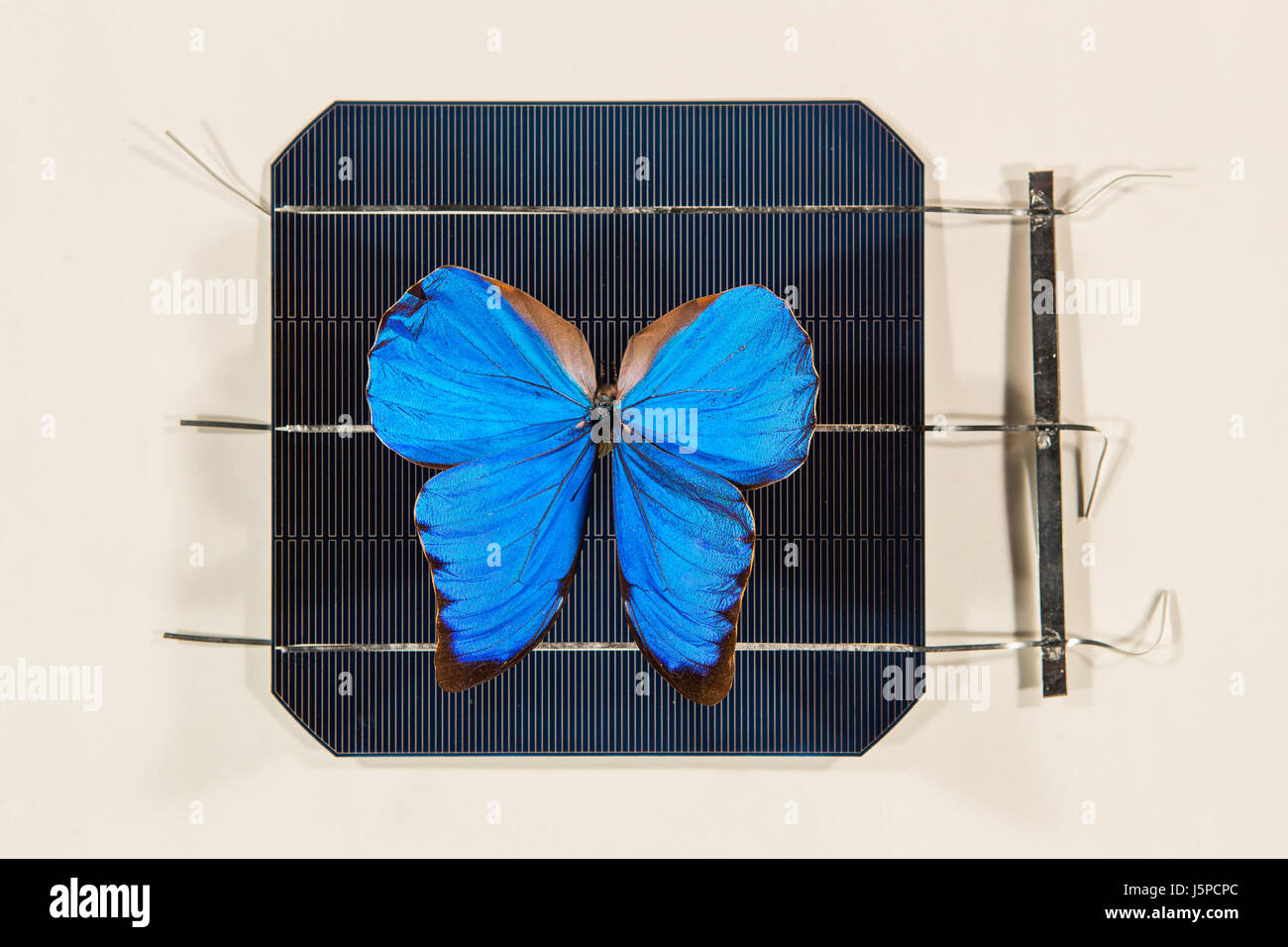 Cells on wings hi-res stock photography and images - Alamy
