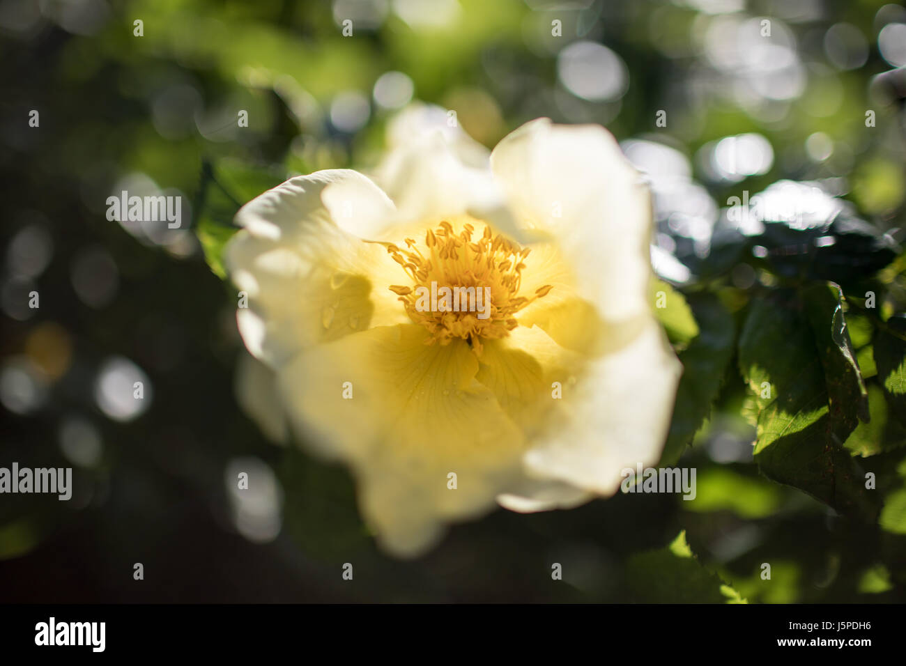Stoke Newington, London, UK, 18th May, 2017. UK weather. Beautiful ...