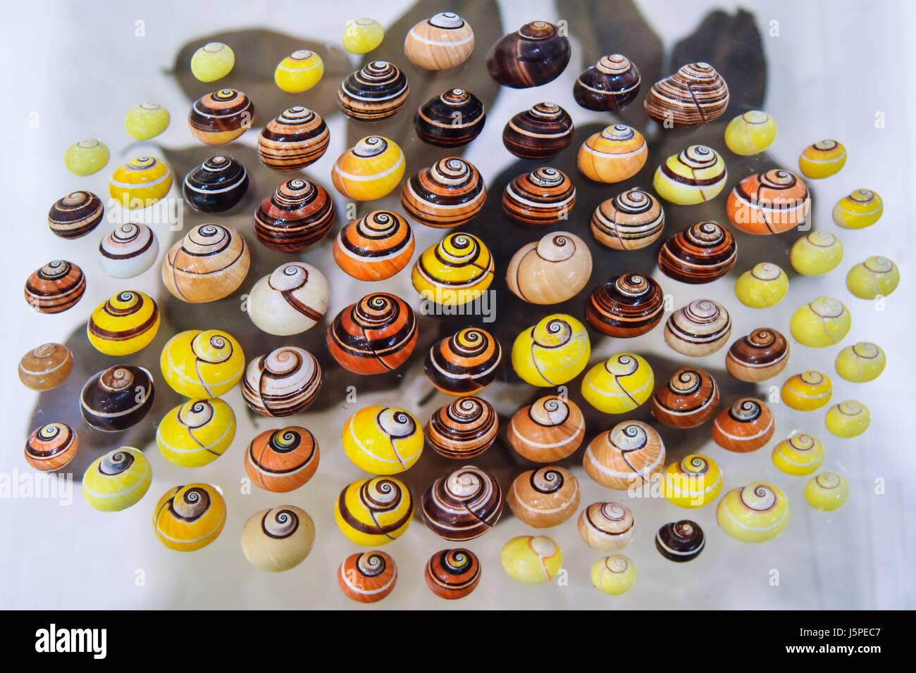 Bangkok, Thailand. 18th May, 2017. The shells of painted polymita, a ...