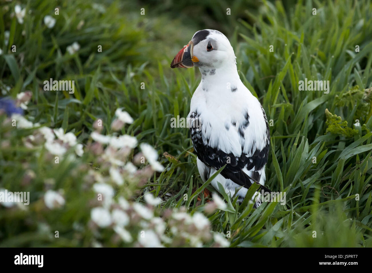 Albino puffin hi-res stock photography and images - Alamy