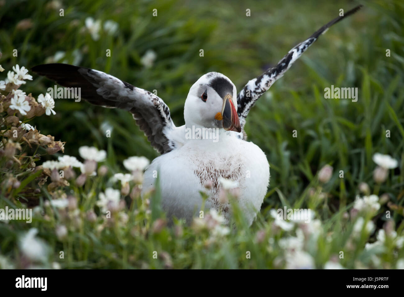 Skomer Island, West Wales, UK. 18th May, 2017. Extremely rare Leucistic ...
