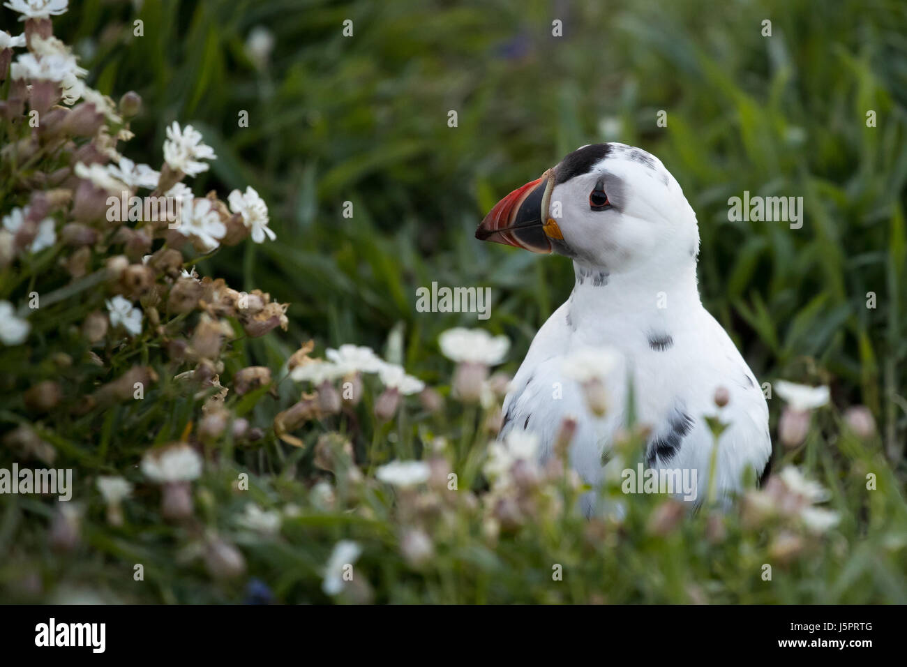 Skomer Island, West Wales, UK. 18th May, 2017. Extremely rare Leucistic ...