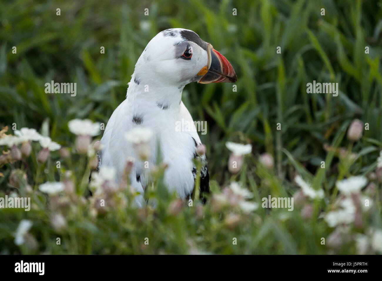 Albino puffin hi-res stock photography and images - Alamy