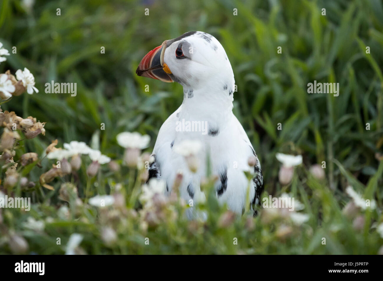 Albino puffin hi-res stock photography and images - Alamy