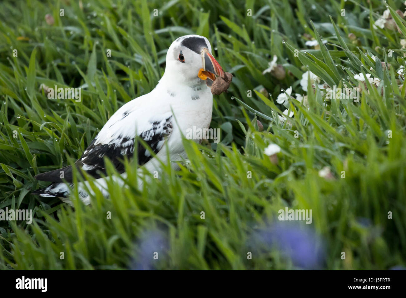 Skomer Island, West Wales, UK. 18th May, 2017. Extremely rare Leucistic ...